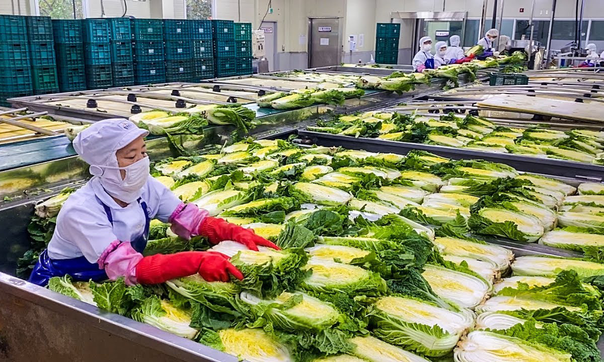 About Kimchi : 김치 – Himal Kimchi